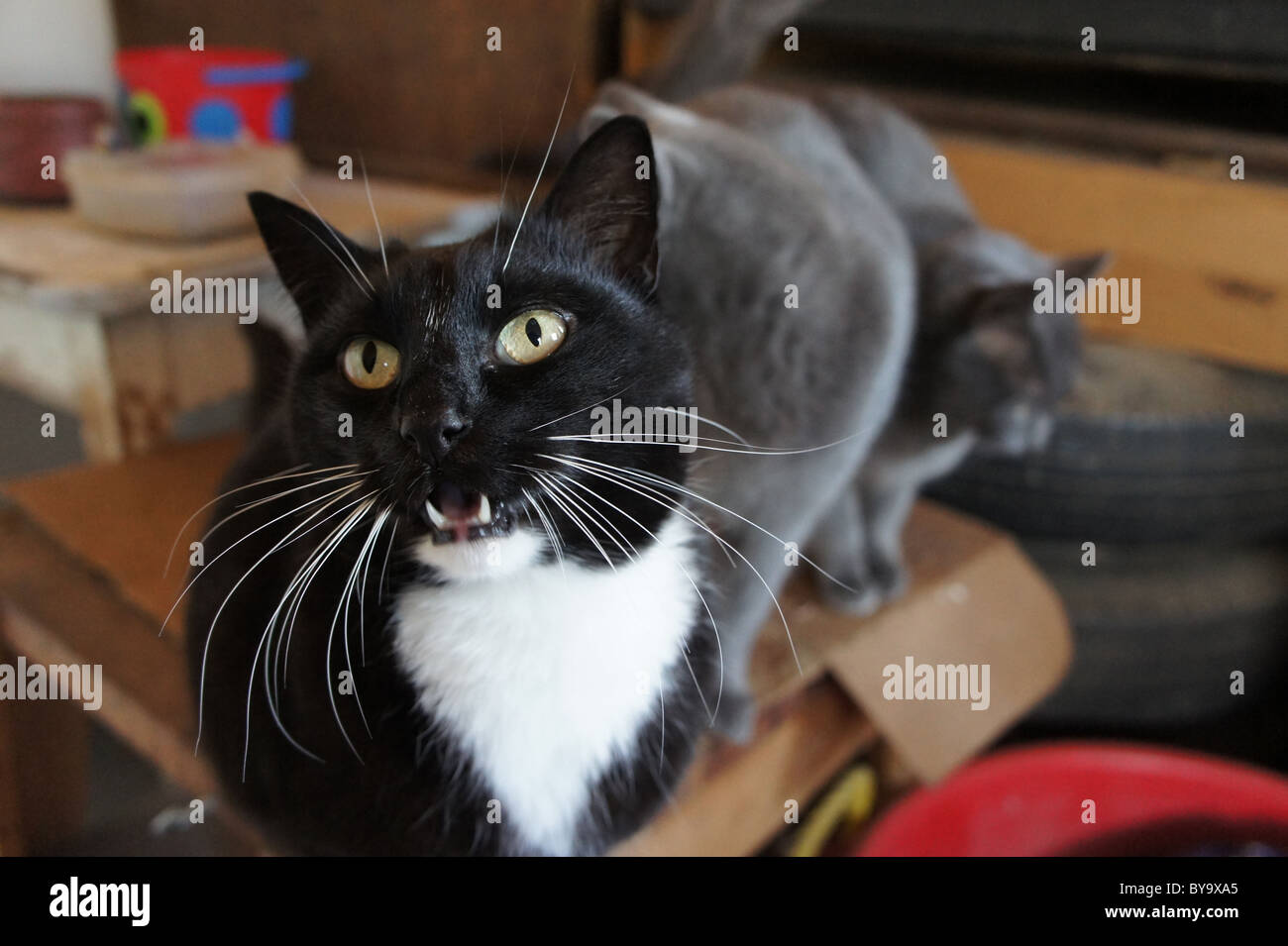 Kitty swan hi-res stock photography and images - Alamy