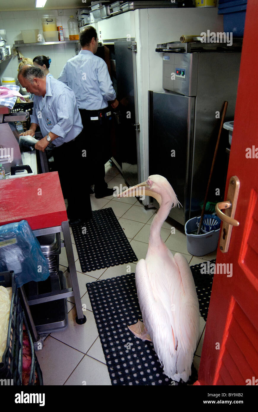 Interior of a Greek restaurant kitchen and a wild Pelican looking for a ...