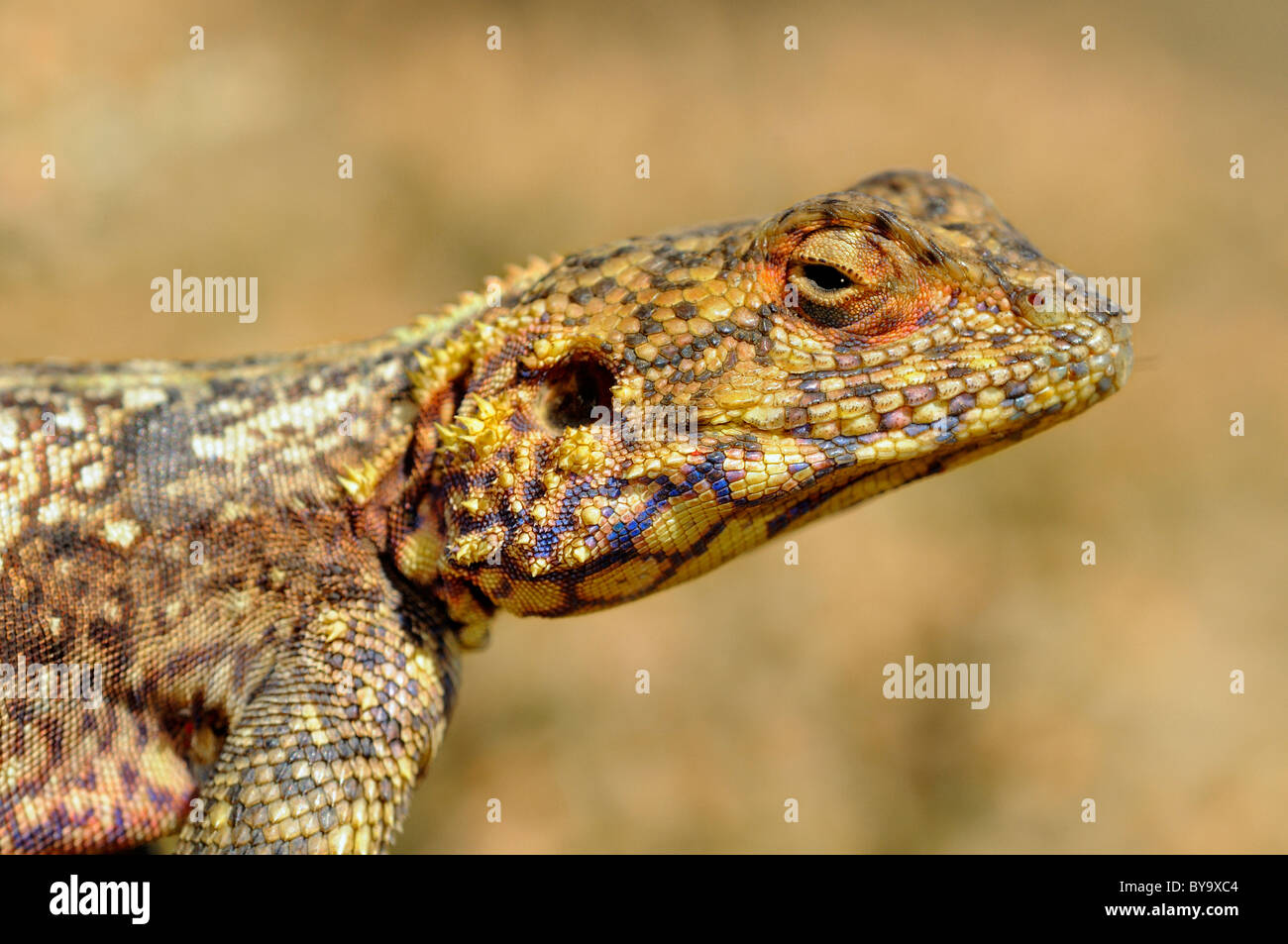 Southern rock agama, Knobel's agama, Goegap Nature Reserve, Namaqualand ...