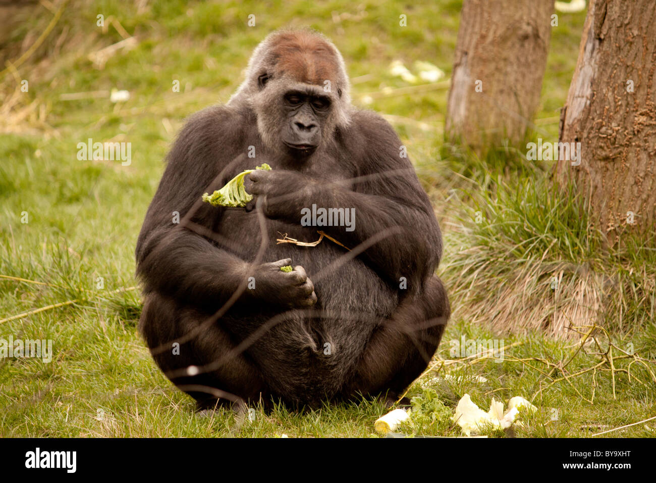 Gorilla having a snack Stock Photo - Alamy