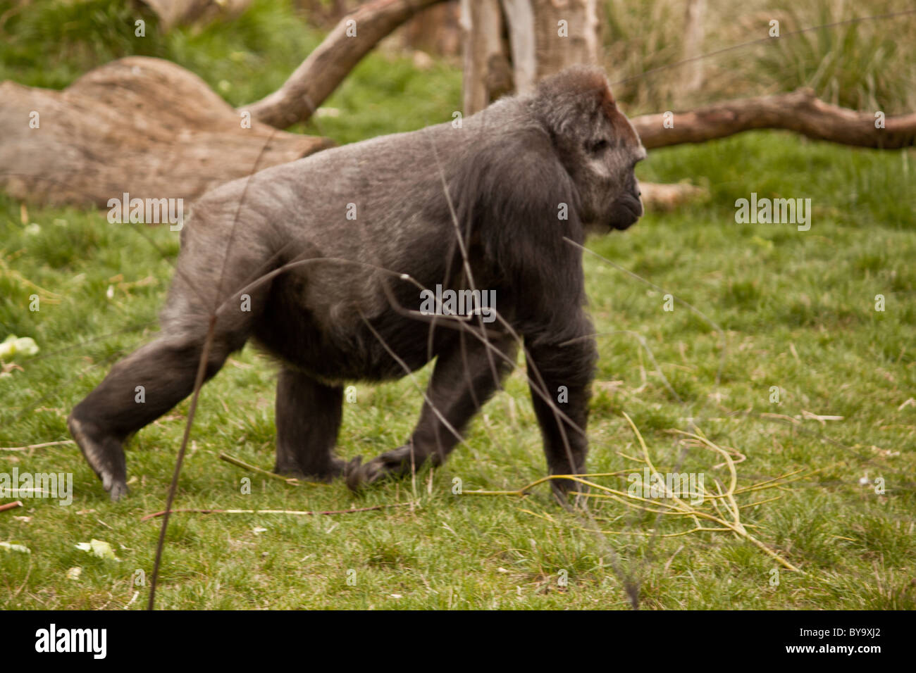 Gorilla walking away Stock Photo - Alamy