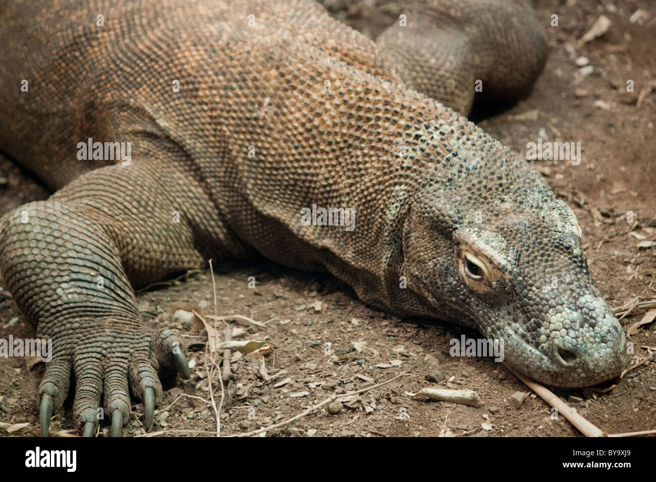 Dragon reptile hi-res stock photography and images - Alamy