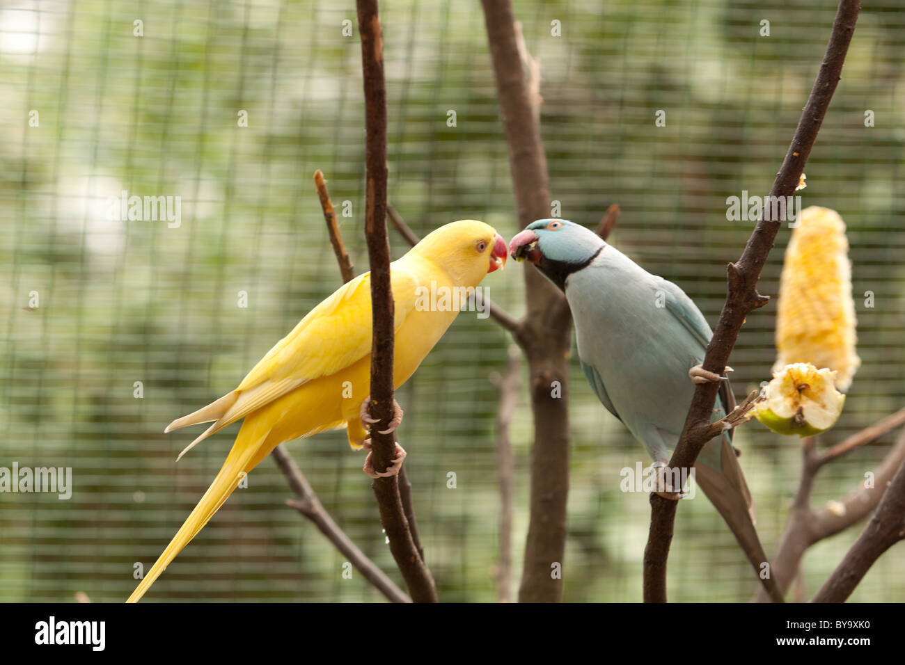 Parrots cage hi-res stock photography and images - Alamy