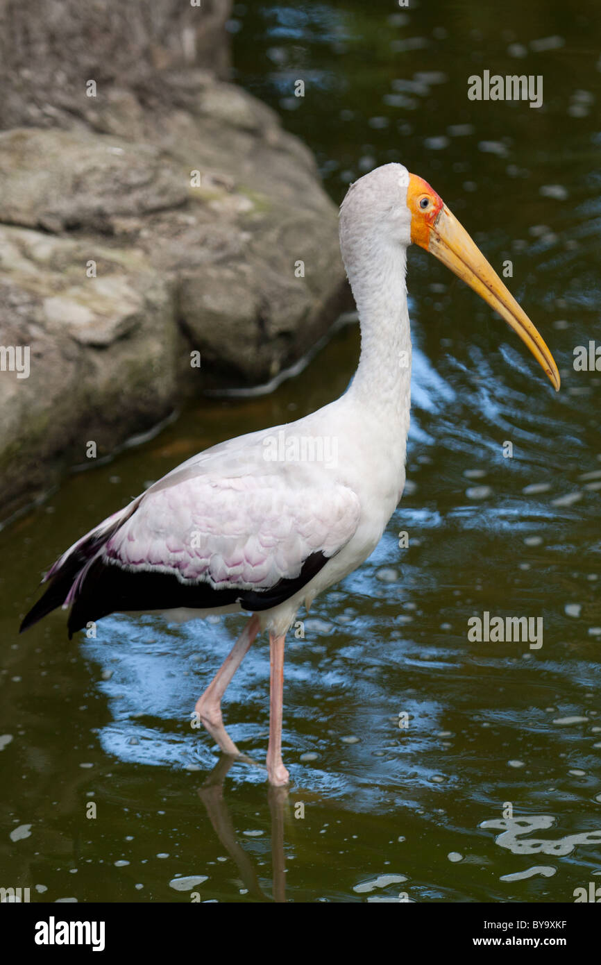 Exotic stork hi-res stock photography and images - Alamy