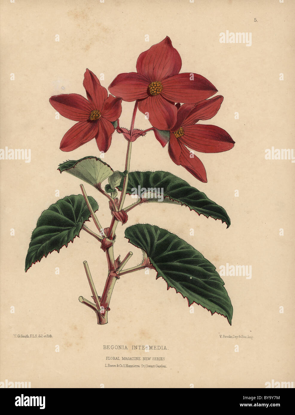 Scarlet begonia hi-res stock photography and images - Alamy