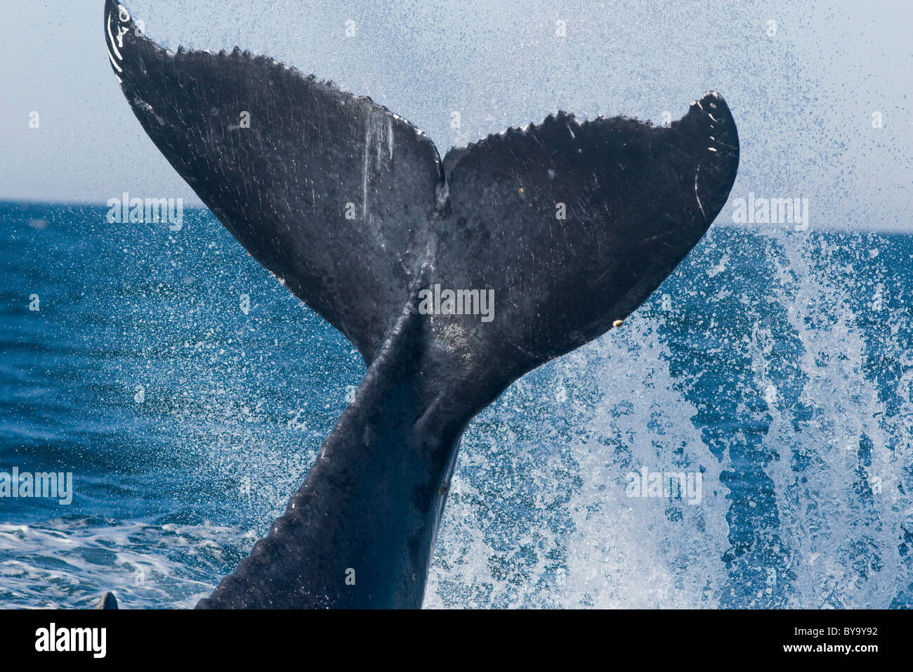 Humpback whale tail hi-res stock photography and images - Alamy
