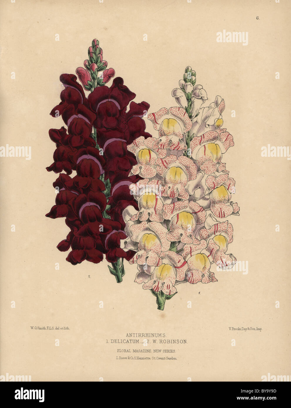 Antirrhinum or snapdragon hybrids: W. Robinson with deep crimson ...