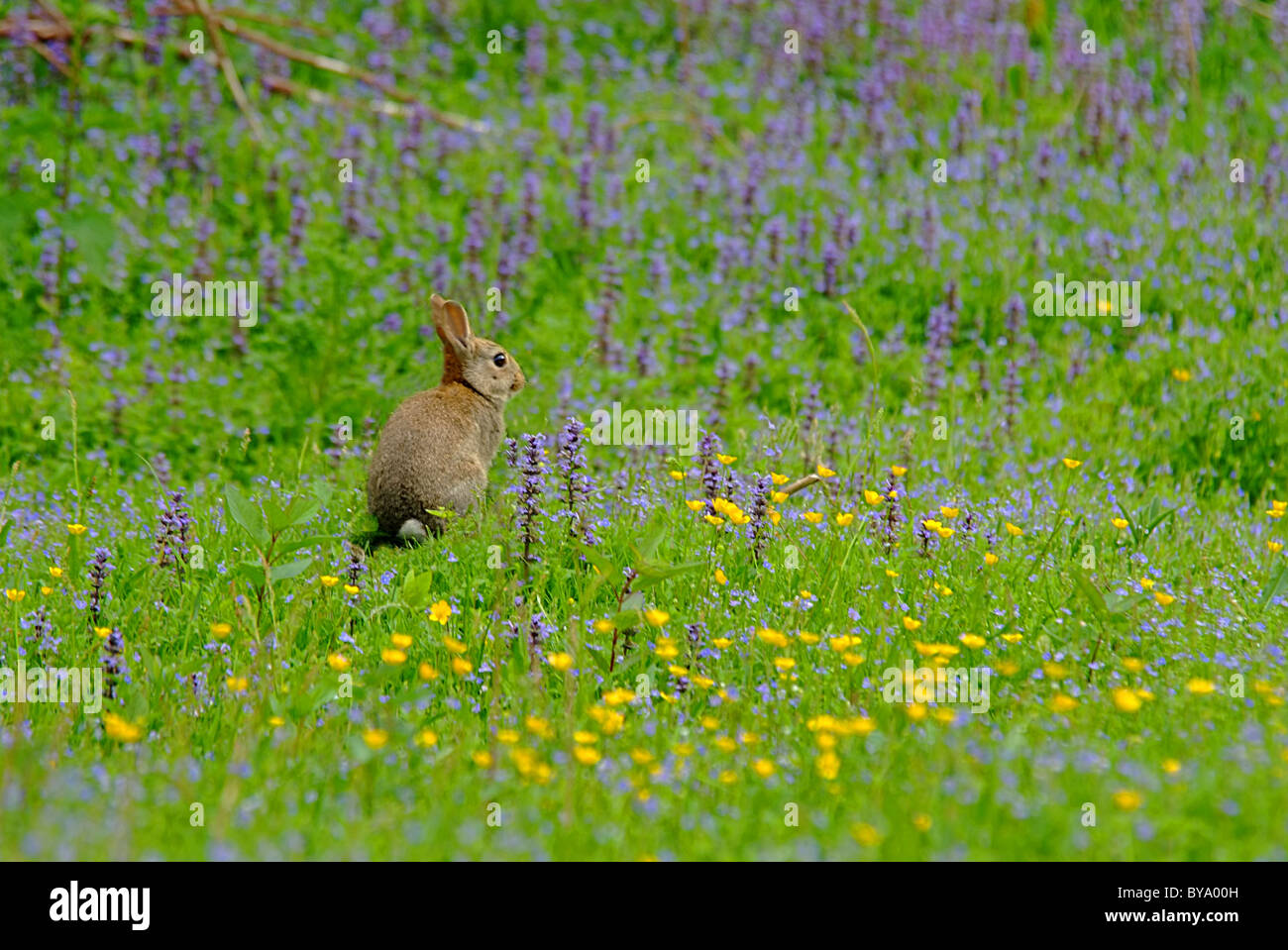 Rabbit in meadow Stock Photo - Alamy