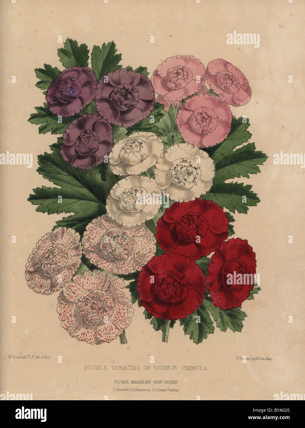 Double varieties of Chinese primroses Stock Photo - Alamy