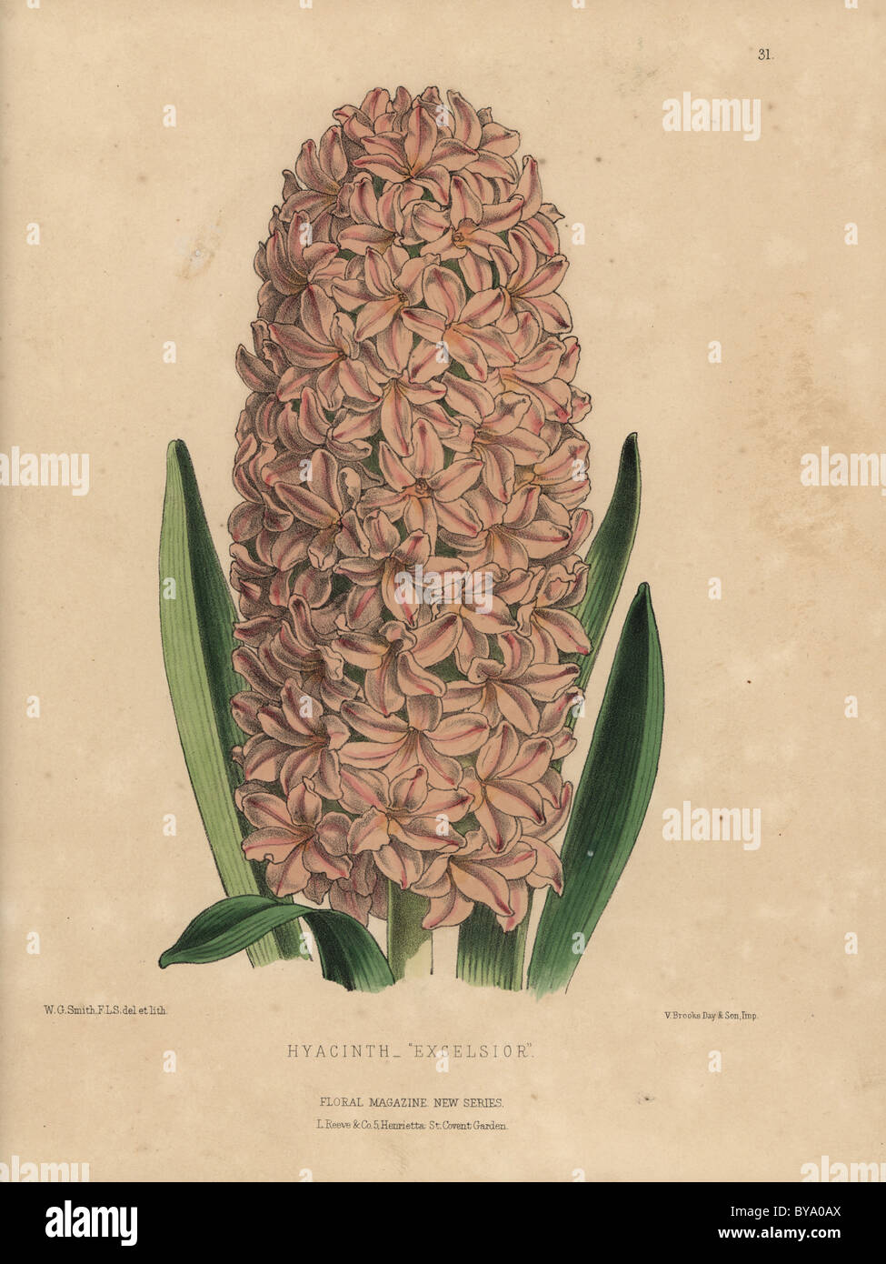 Salmon-pink hyacinth hybrid, Hyacinthus Excelsior Stock Photo - Alamy