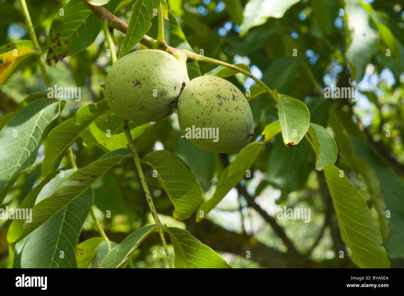 Ariège, pyrénées, france. Green nuts on the tree Stock Photo - Alamy