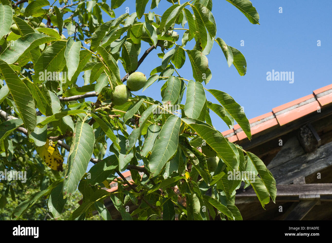 Ariège, pyrénées, france. Green nuts on the tree Stock Photo - Alamy