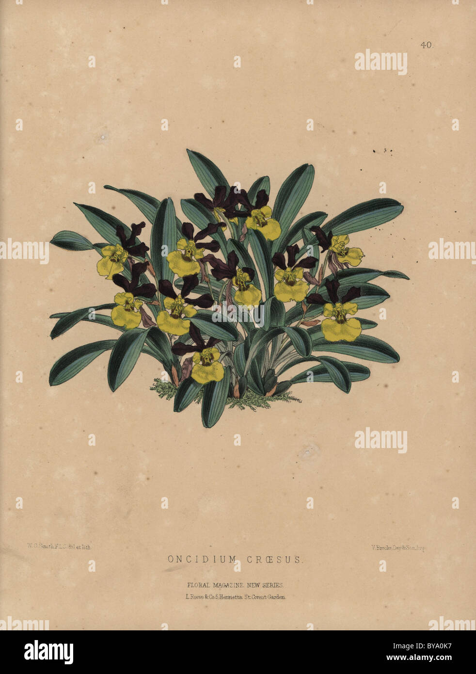 Rich blooming oncidium orchid with acid yellow and chocolate brown ...