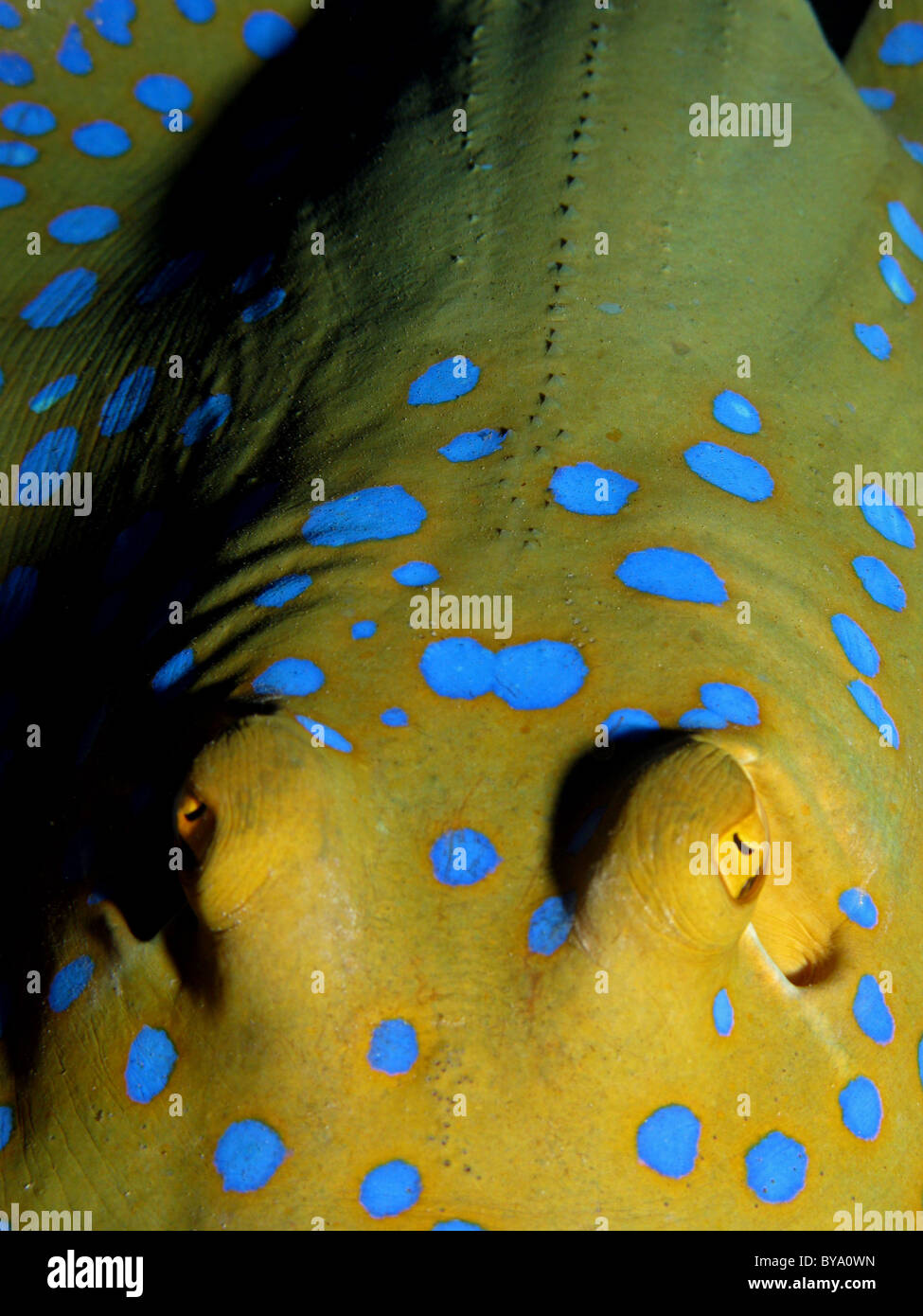 Bluespotted Stingray - Taeniura lymma Stock Photo - Alamy