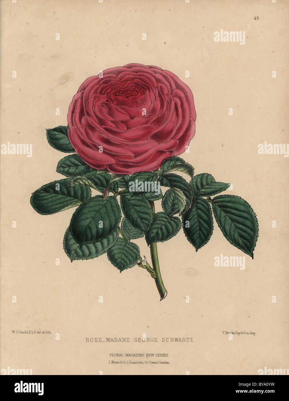 George rose hi-res stock photography and images - Alamy