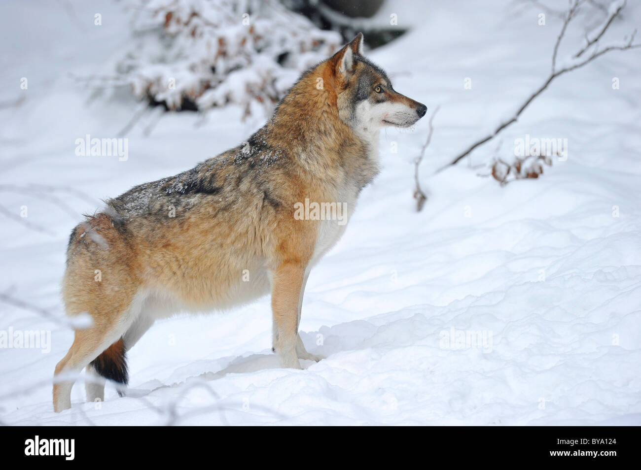 Mackenzie valley wolf, Canadian timber wolf (Canis lupus occidentalis ...
