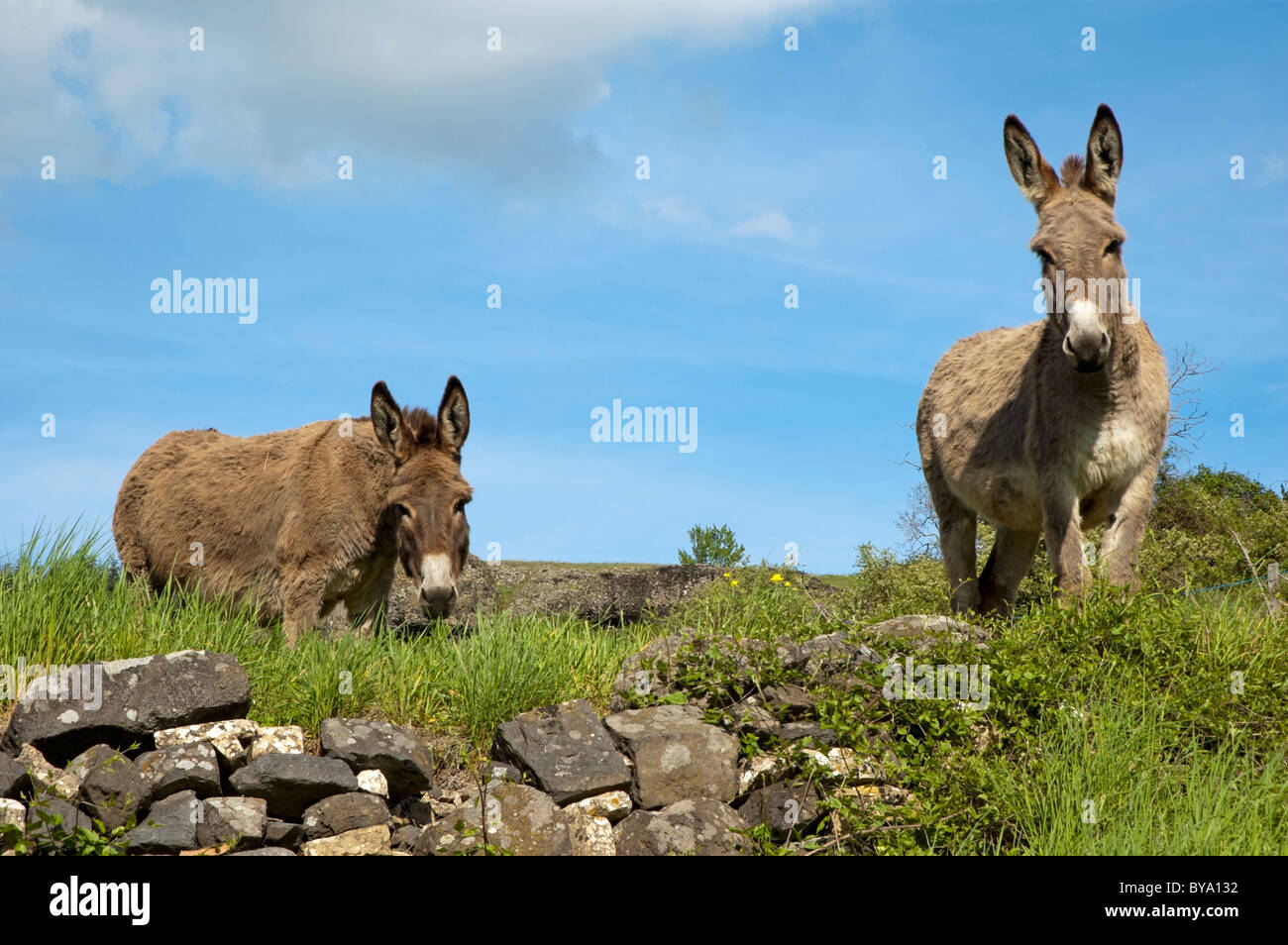 Portrait of two donkeys in a grass field, Ardeche, France Stock Photo ...