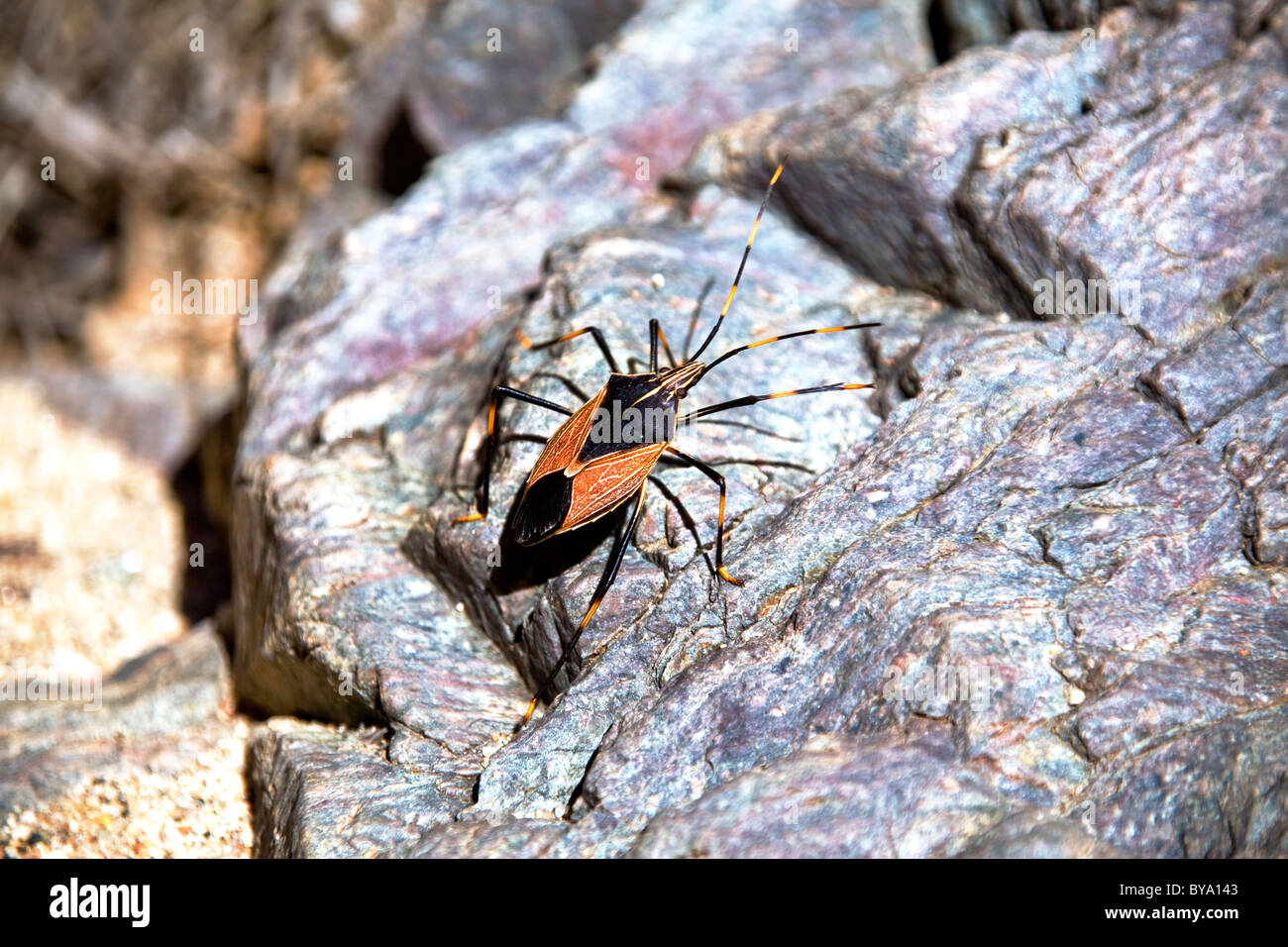 Bug Family High Resolution Stock Photography and Images - Alamy