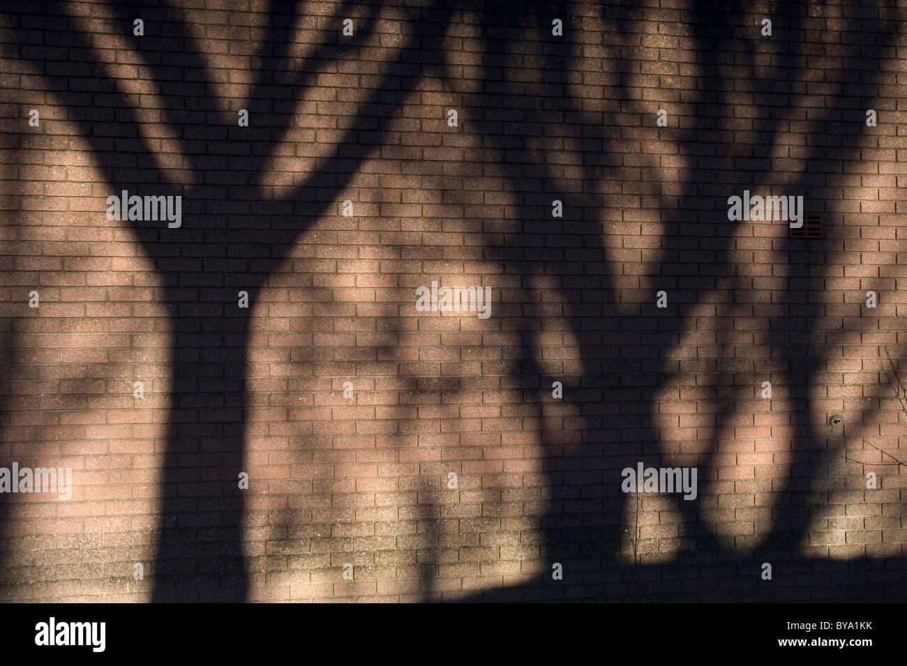 Tree shadows on brick wall of building Stock Photo - Alamy
