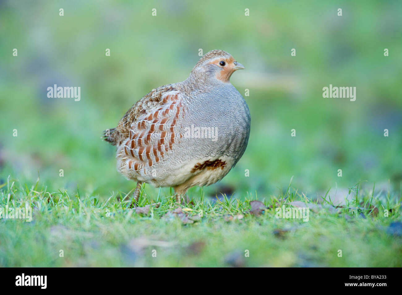 Grey Partridge (Perdix perdix) male bird feeding Stock Photo - Alamy