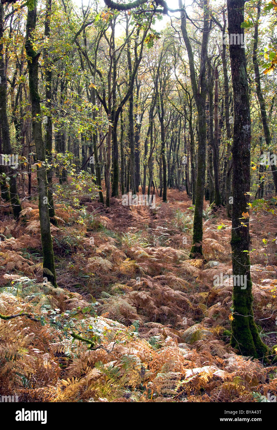 Copse Stock Photos & Copse Stock Images - Alamy