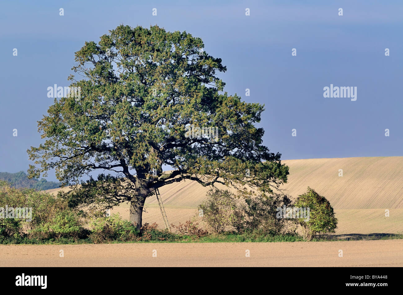 Solitary tree, oak tree (Quercus robur) in the open countryside ...