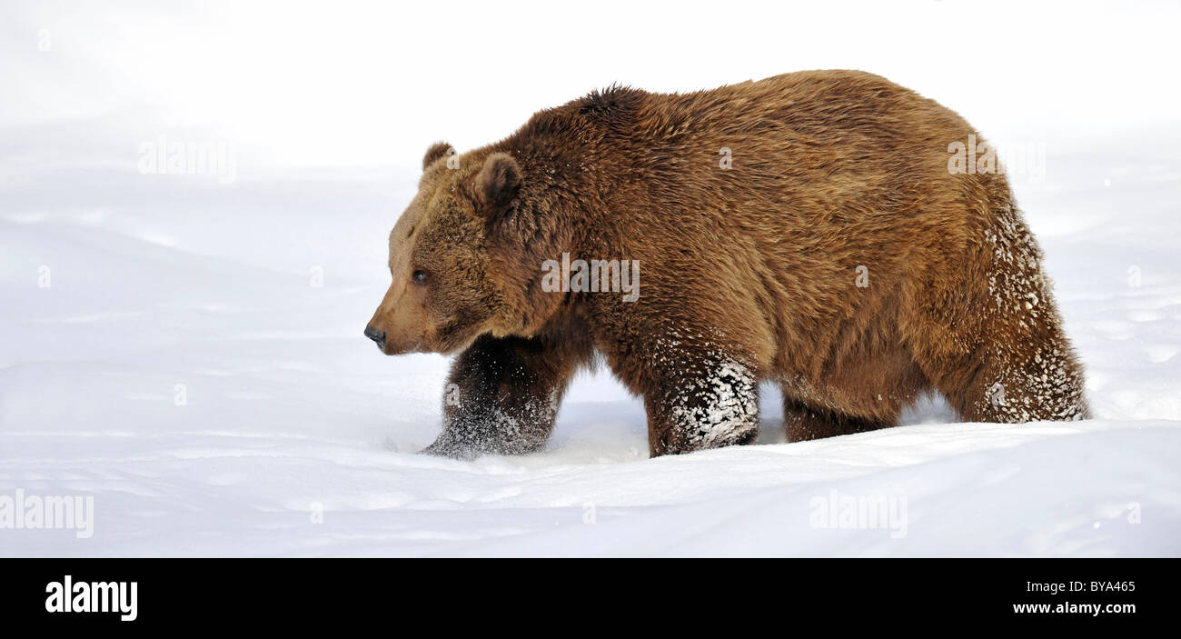 Trudging through snow hi-res stock photography and images - Alamy