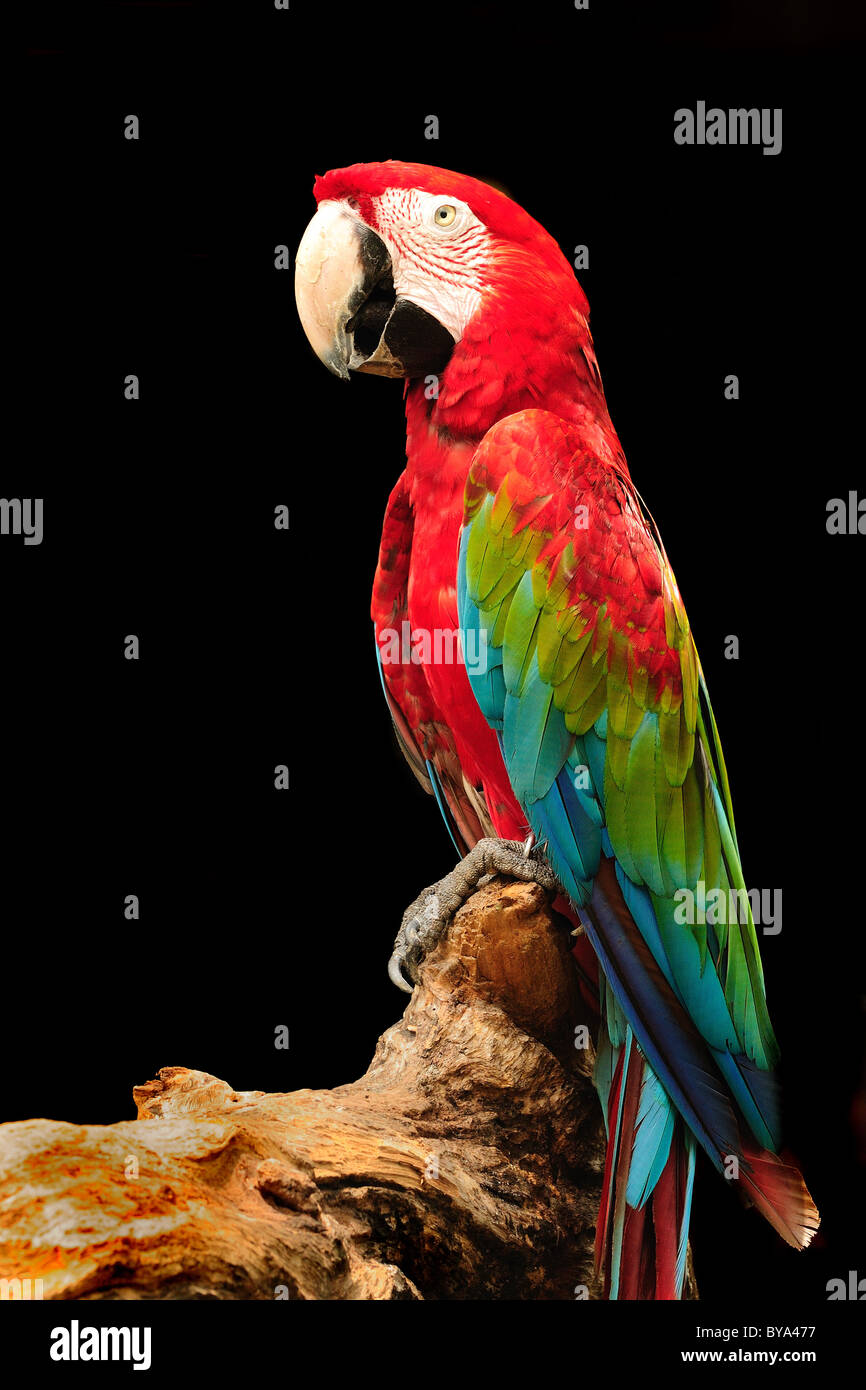 A beautiful macaw eagerly looking at the camera Stock Photo - Alamy
