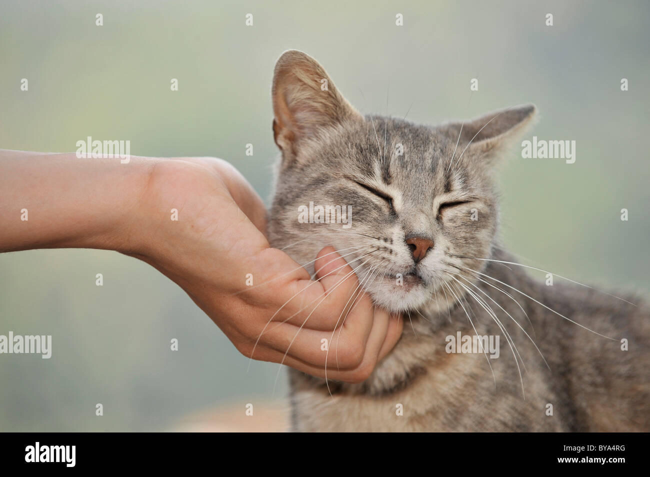 Tabby enjoys being petted, love of animals Stock Photo - Alamy