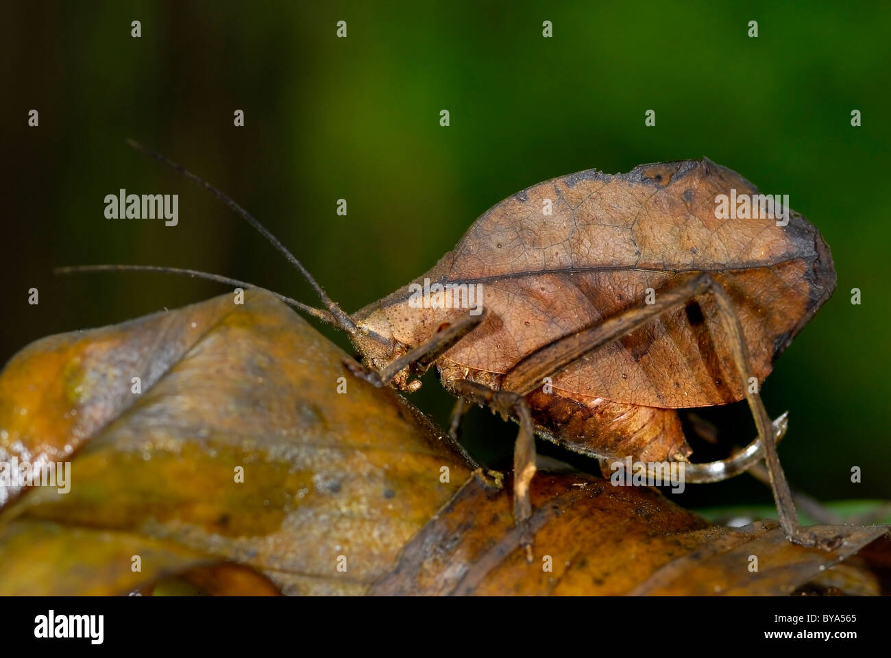 Mimetica hi-res stock photography and images - Alamy