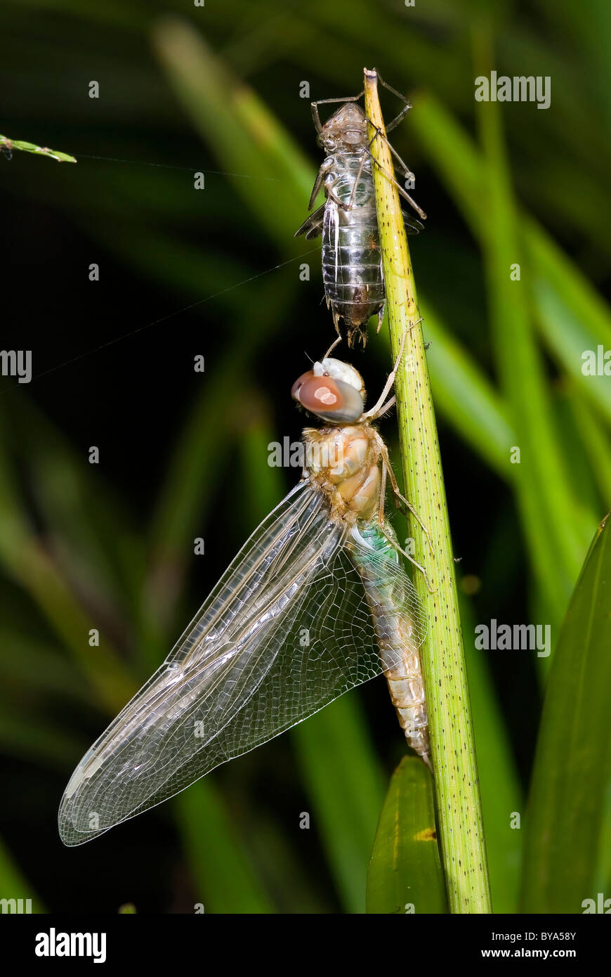 Papu Emerging From Nymph