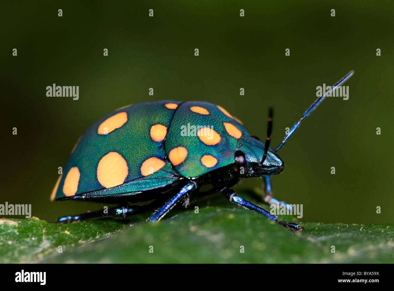 Monteverde insects hi-res stock photography and images - Alamy