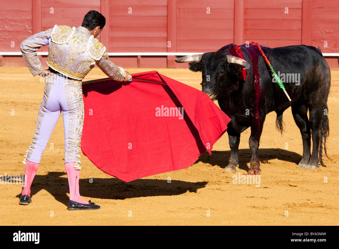 Torero, matador with bull, Plaza de Toros de la Maestranza bull ring ...