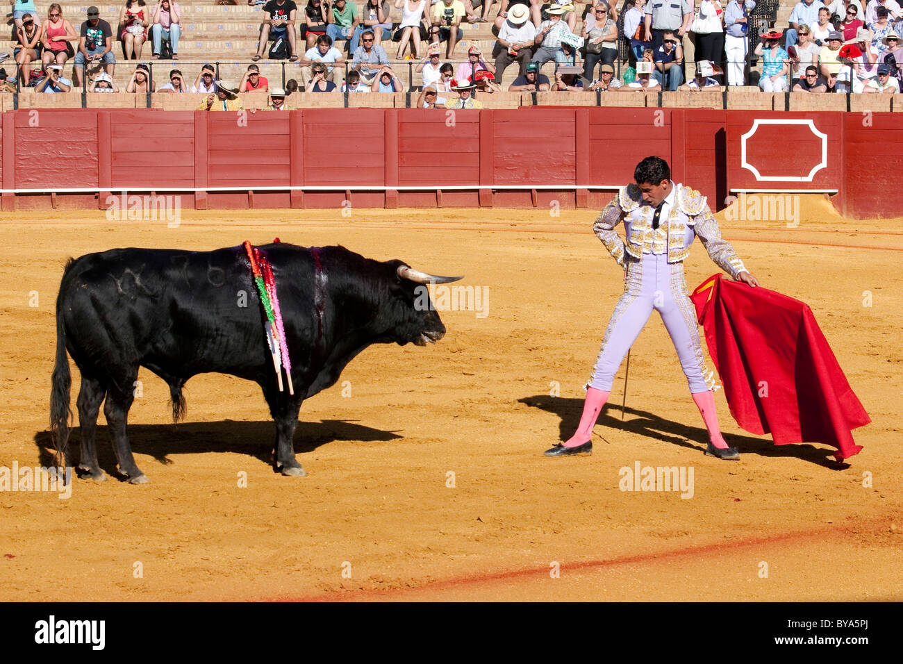 Torero, matador with bull, Plaza de Toros de la Maestranza bull ring ...