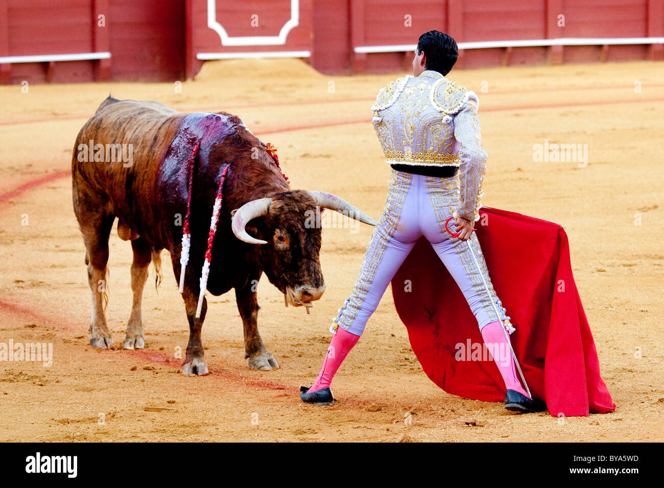 Torero, matador with bull, Plaza de Toros de la Maestranza bull ring ...