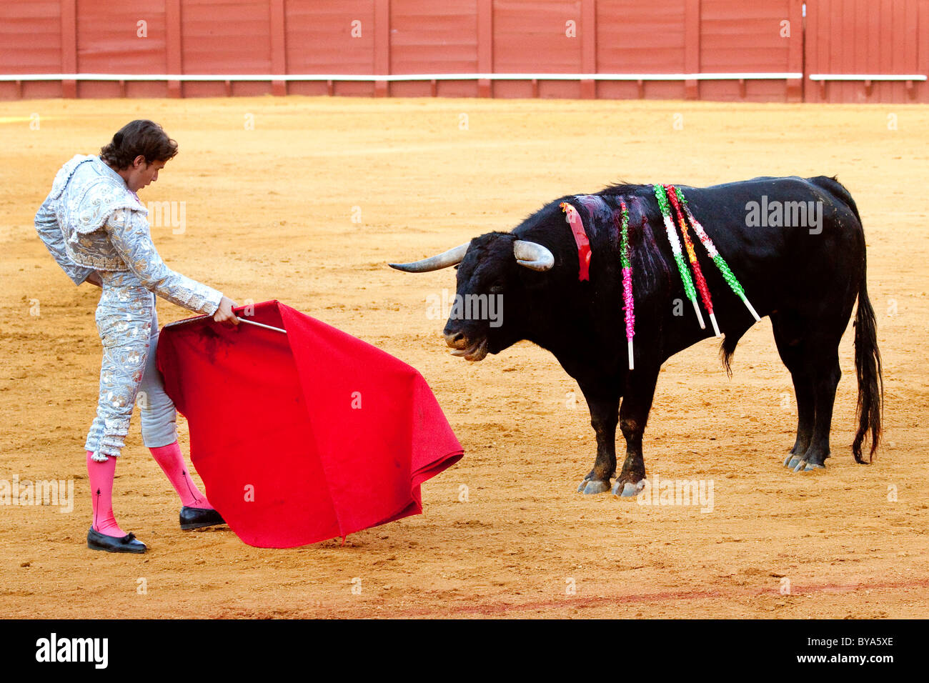 Torero, matador with bull, Plaza de Toros de la Maestranza bull ring ...