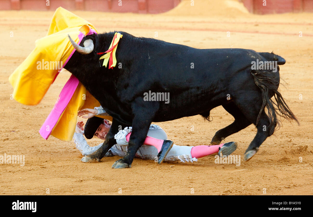 Torero, matador with bull, Plaza de Toros de la Maestranza bull ring ...