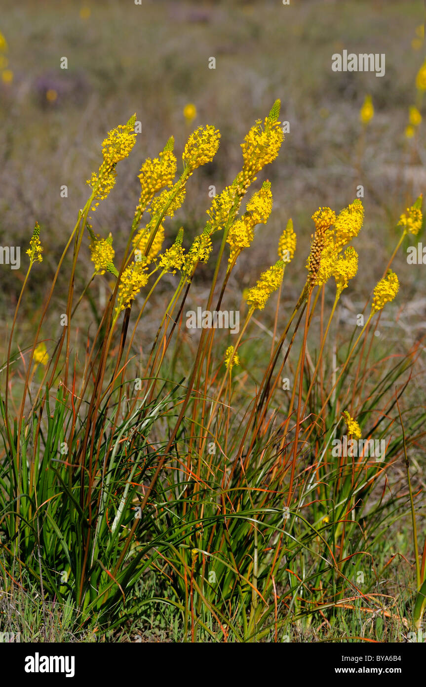 Bulbinella (Bulbinella latifolia, rooikatstert) Bokkeveld Plateau ...