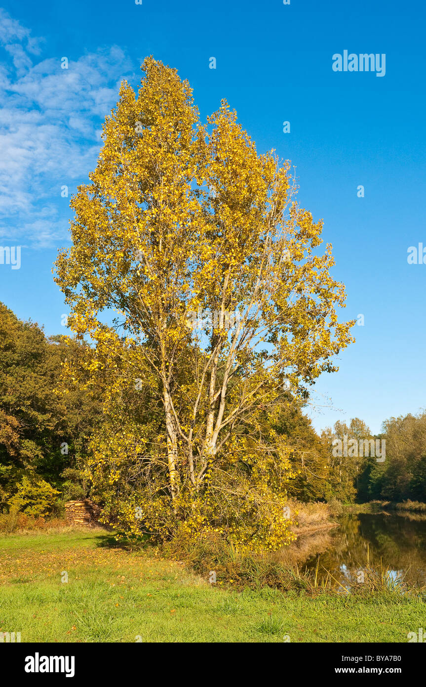 Poplar trees leaves hi-res stock photography and images - Alamy