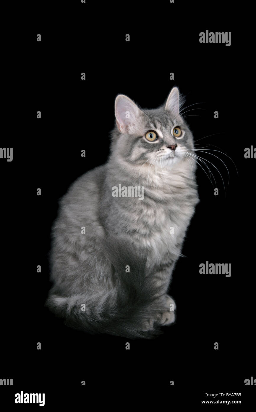 Ragamuffin cat on black Stock Photo - Alamy