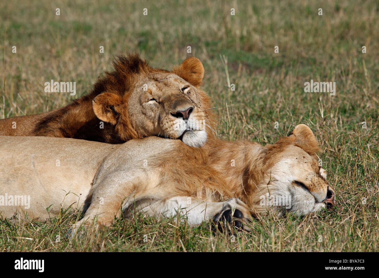 Male And Female Lions Cuddling
