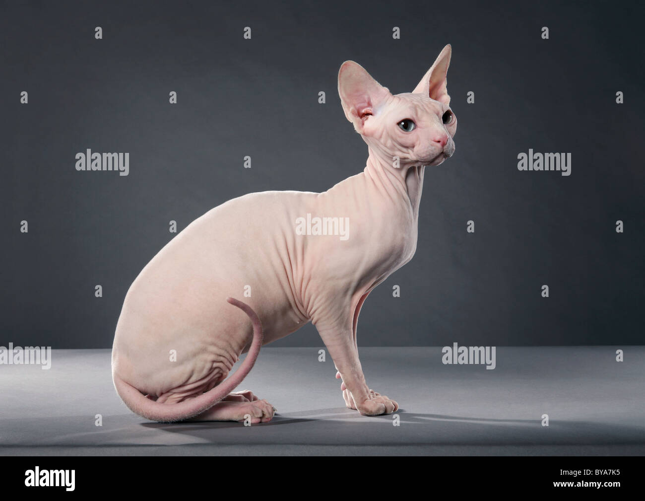 White Sphynx cat Stock Photo - Alamy