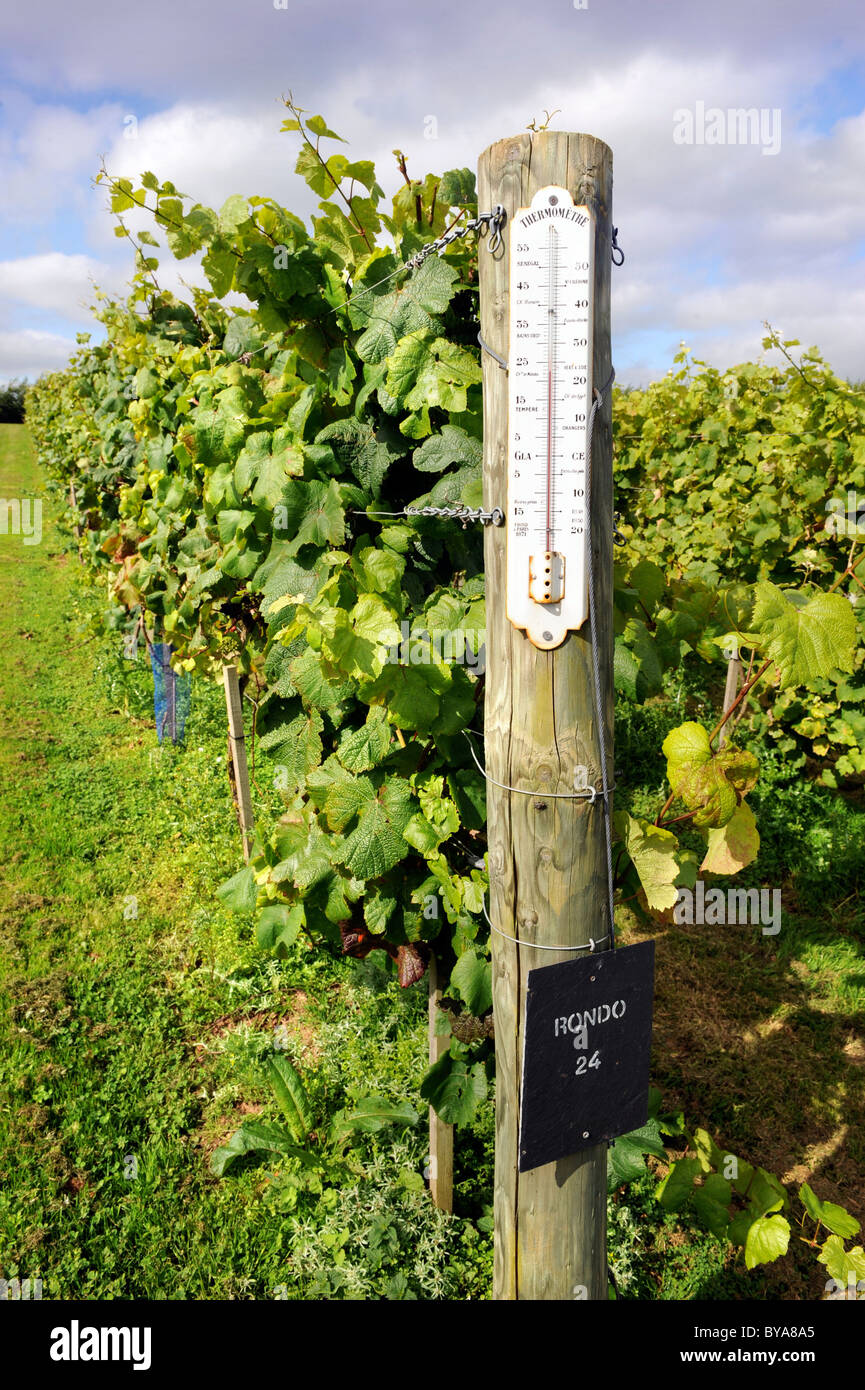 A winemakers thermometer at the end of a row of Rondo grapes in a ...