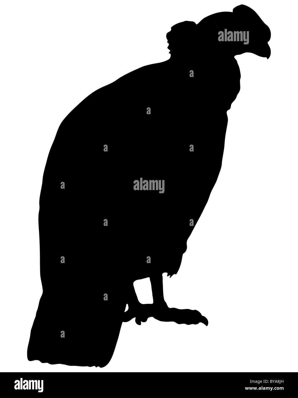 The andean condor Black and White Stock Photos & Images - Alamy