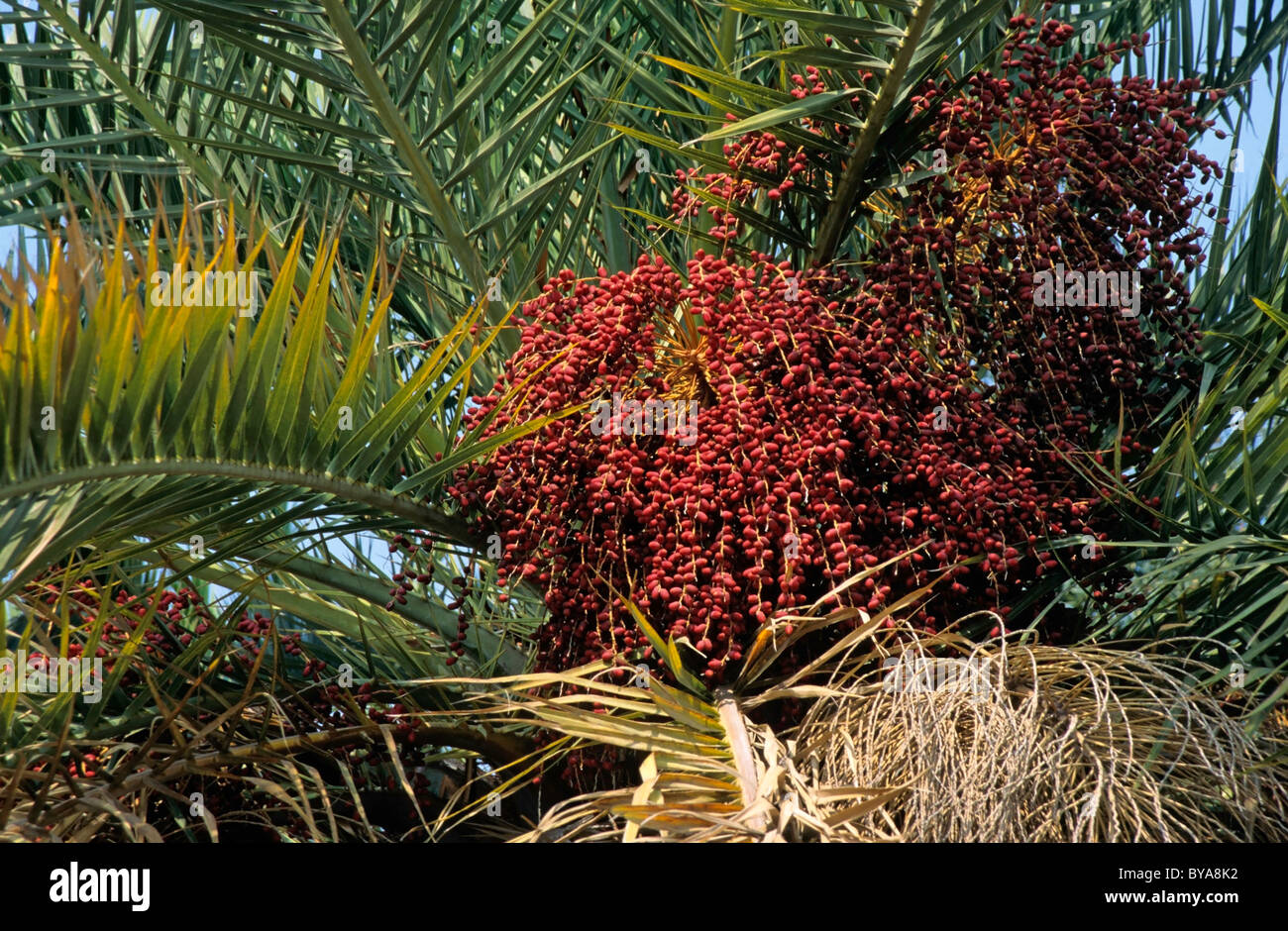 Clusters of dates growing on a date palm tree, Portugal Stock Photo - Alamy