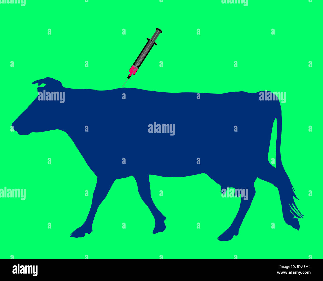 Cow gets an inoculation against blue tongue disease Stock Photo - Alamy