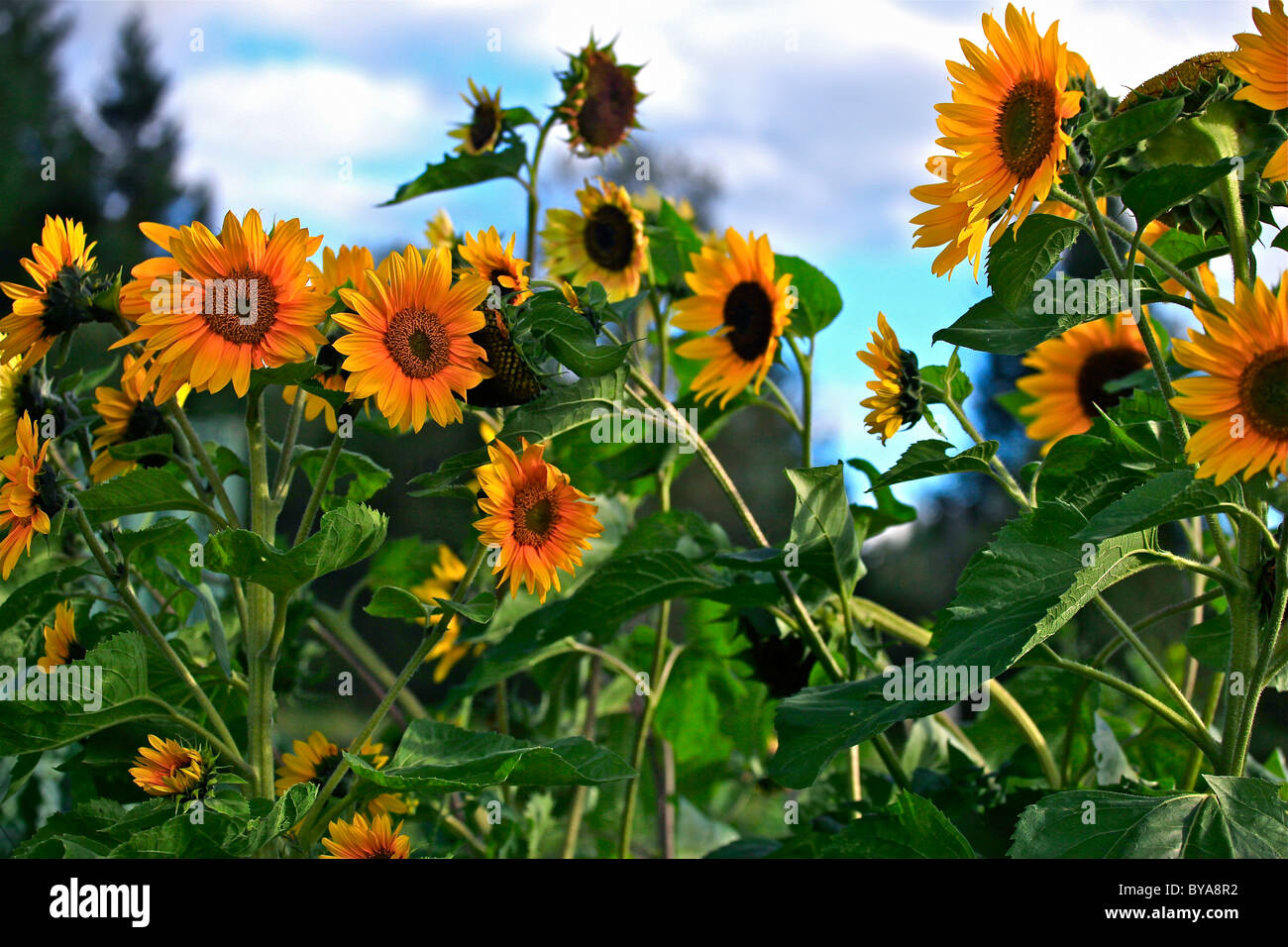 Sunflowers Blowing In The Wind Stock Photo - Alamy