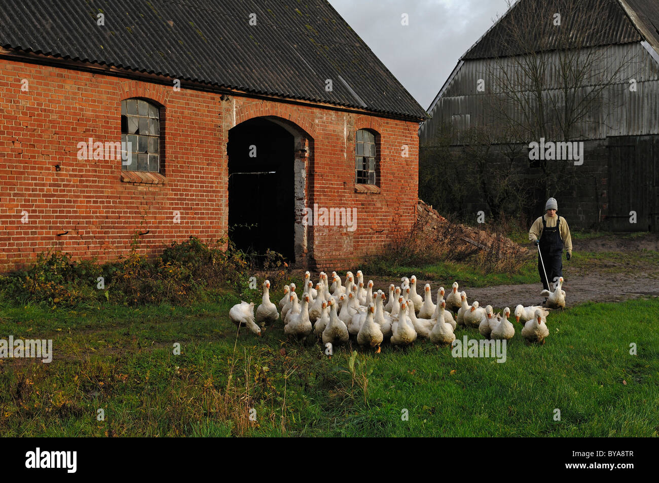 Herding geese hi-res stock photography and images - Alamy