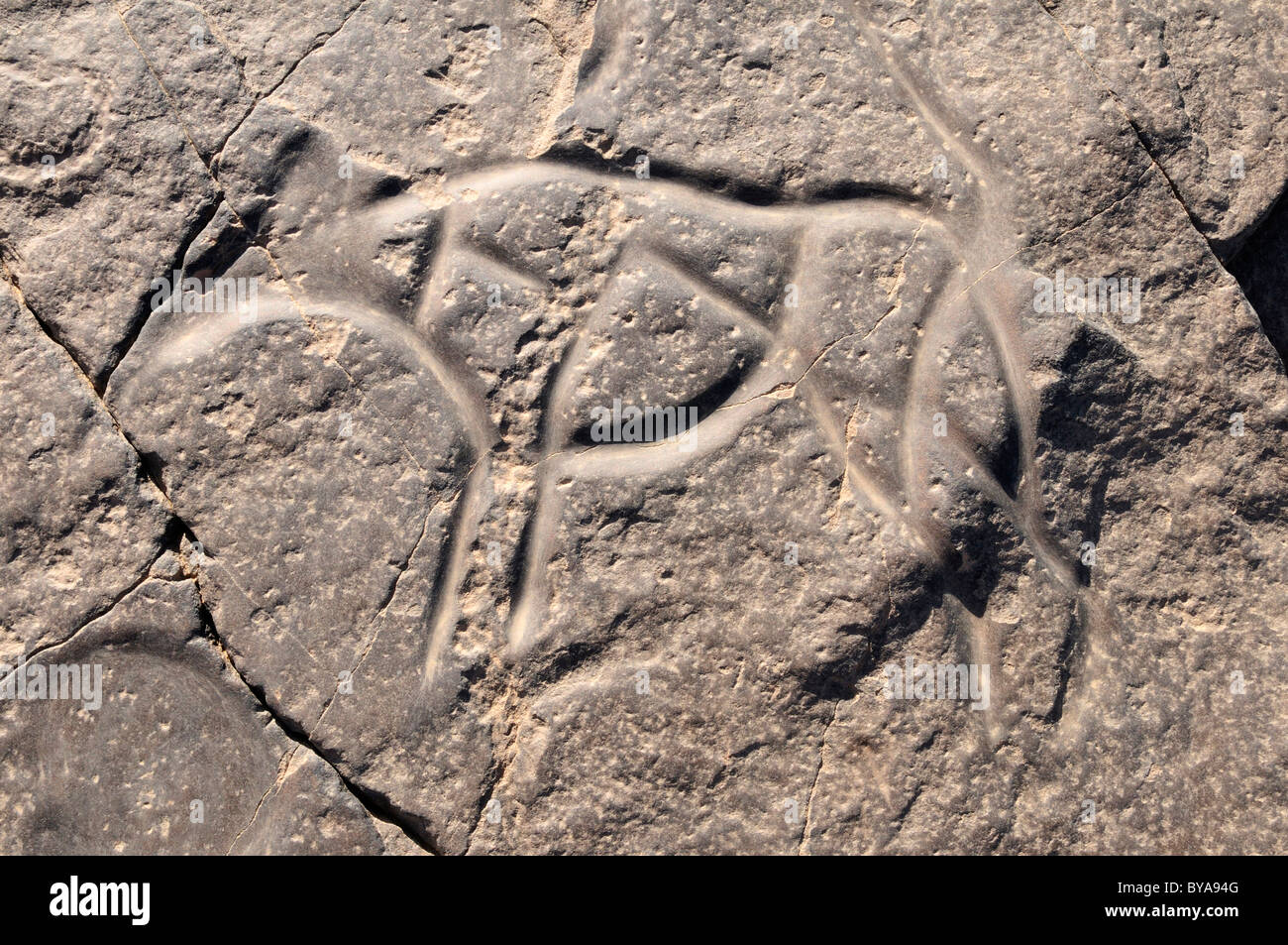 Prehistoric rock engraving of cow or gazelle, neolithic rock art of ...