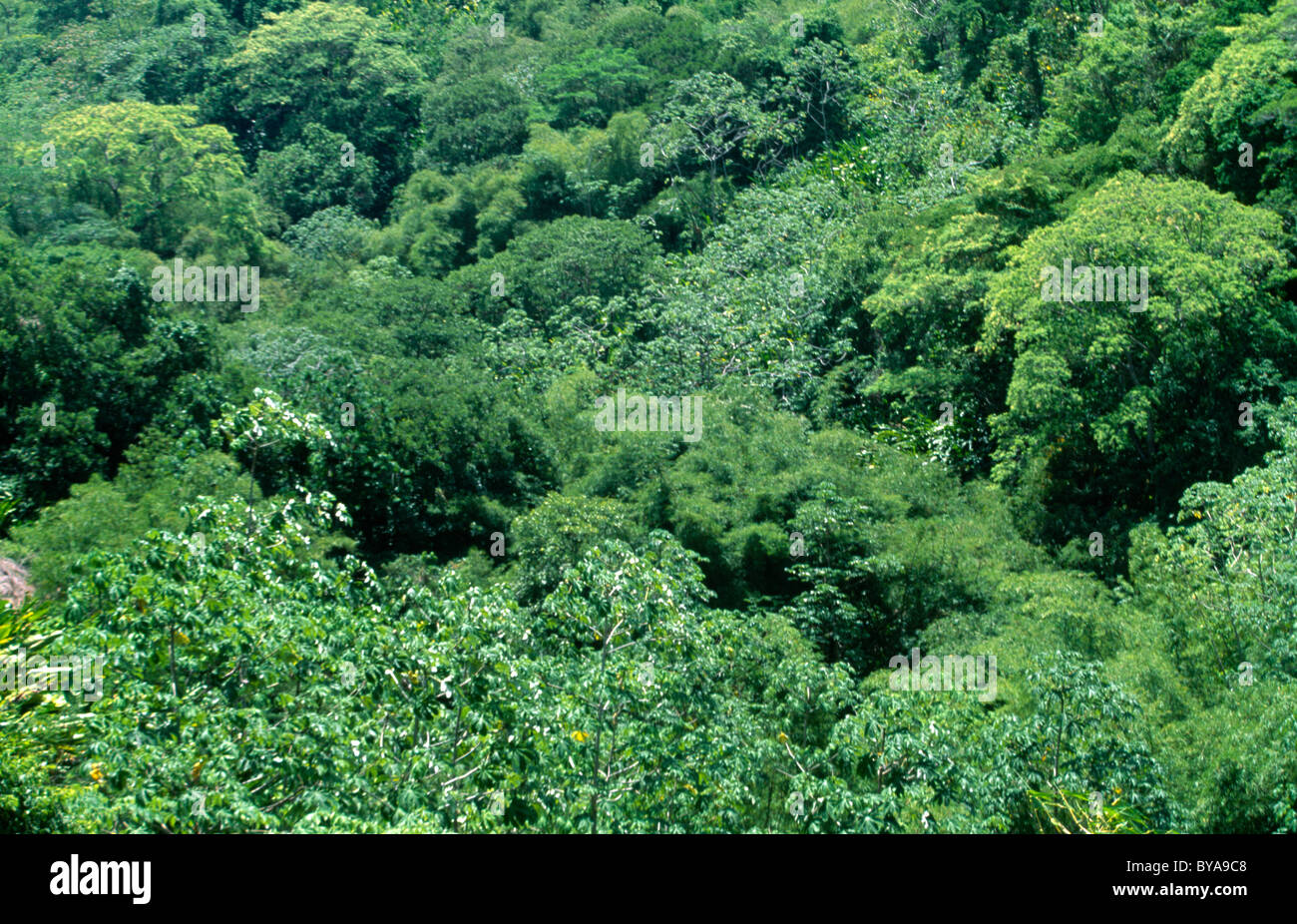 Tobago Overview Of Rainforest Stock Photo - Alamy